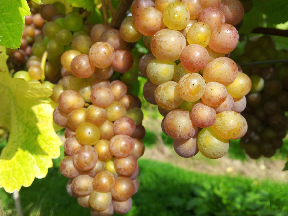 Bolney Wine Estate is an award-winning wine producer in Sussex, England ...