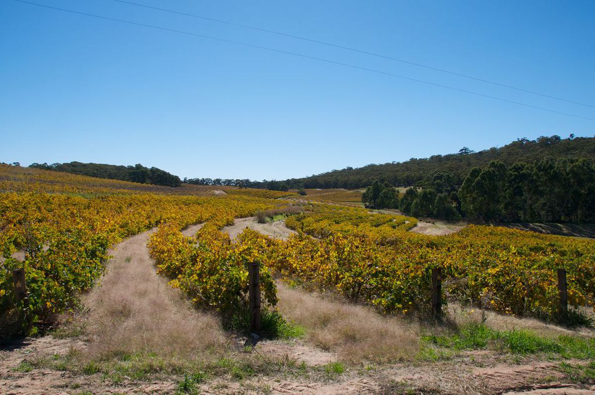 Discover one of Australia’s leading viticulture regions and enjoy a ...