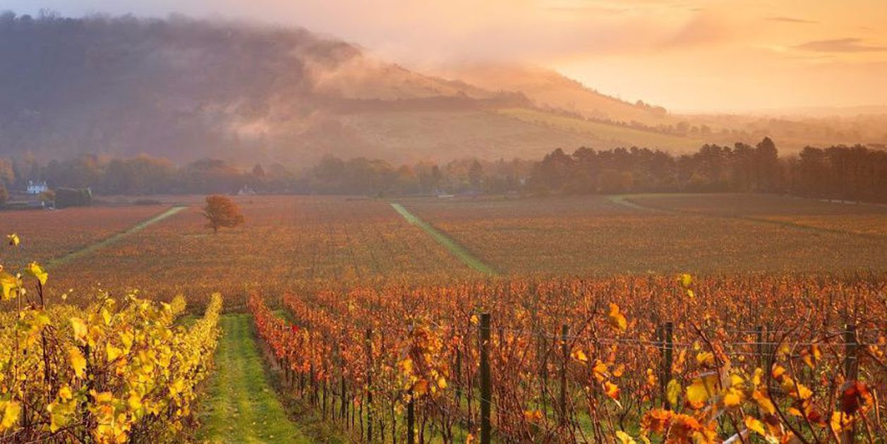 Award-winning English vineyard in the heart of the Surrey Hills.