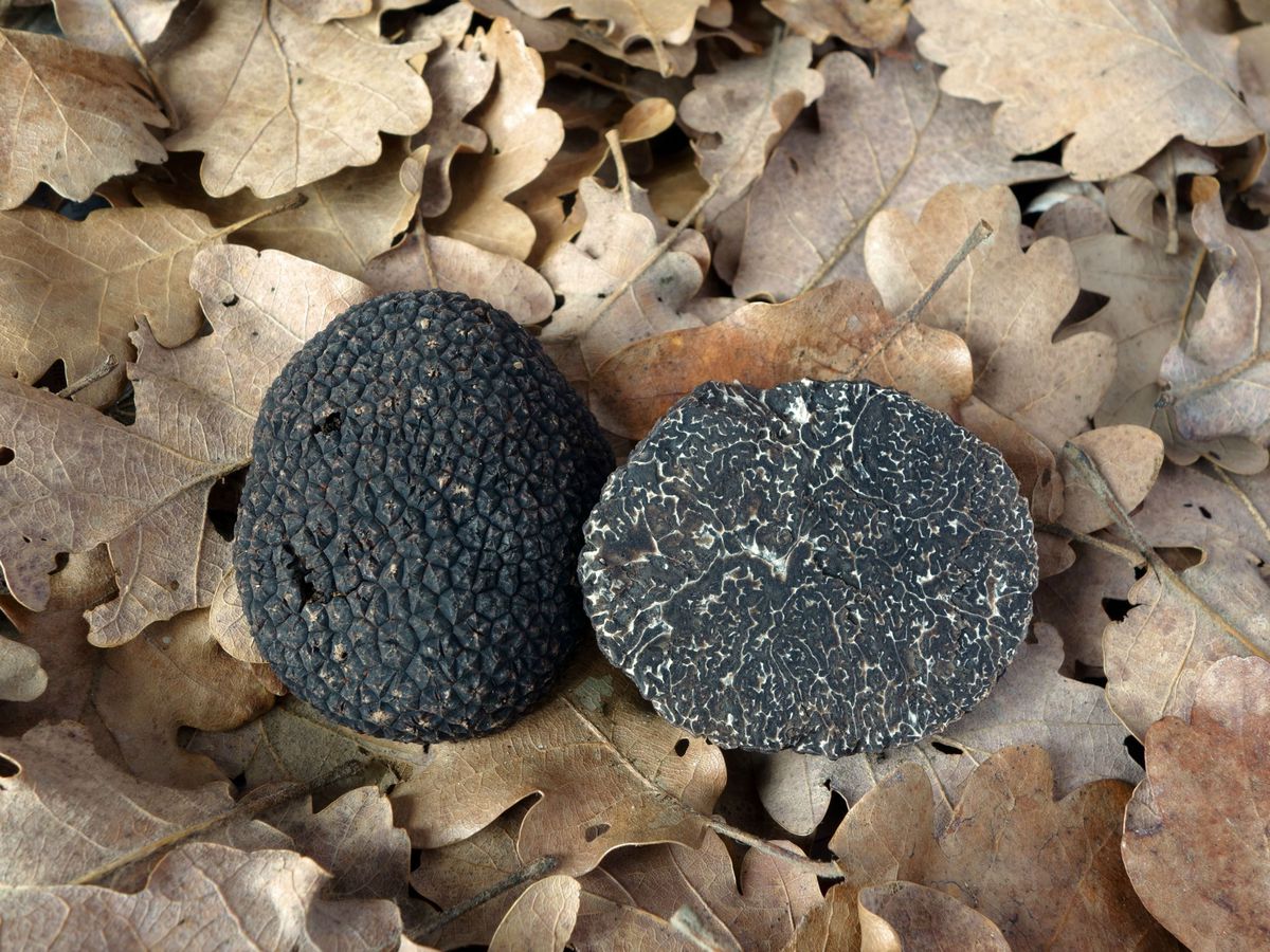 Full-Day Truffle Hunting near Alba, Piedmont from Turin